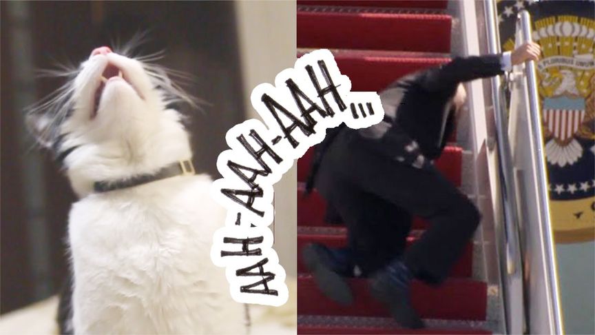 美国第46任总统为何跌倒?小猫咪3个喷嚏打倒拜登,网友:漂亮