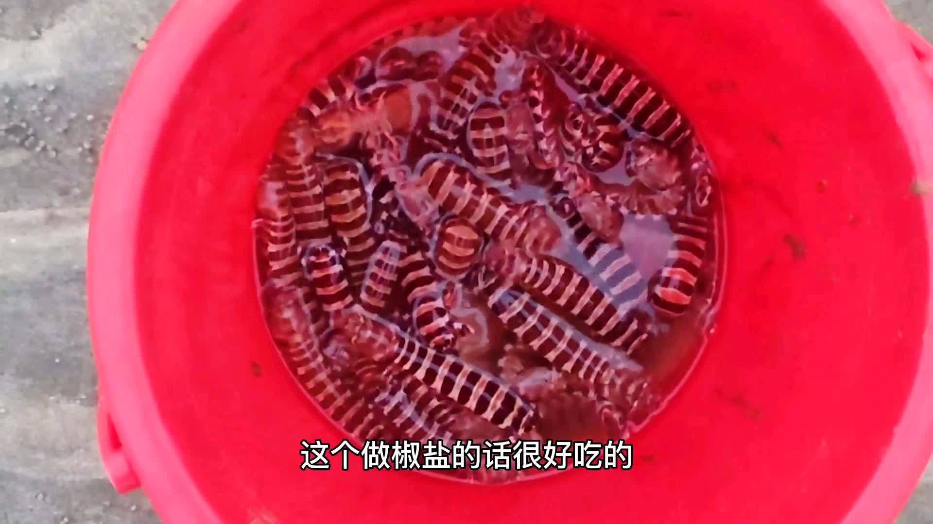 农村小伙用网红神器赶海抓皮皮虾,直接爆桶,你见过这种皮皮虾吗
