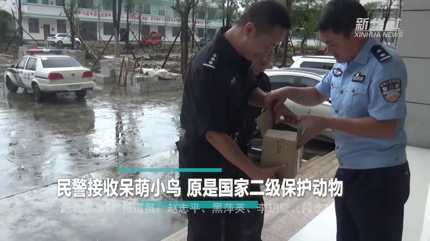 民警接收呆萌小鸟 原是国家二级保护动物