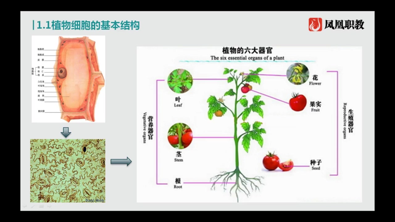 1.1-植物细胞的基本结构_bilibili