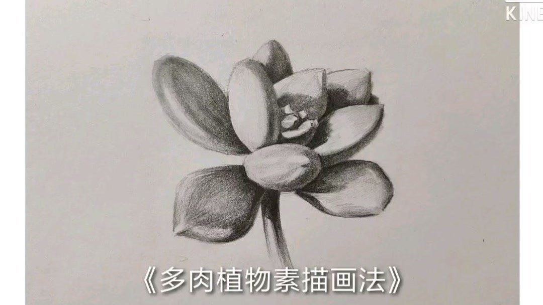 《多肉植物素描画法》