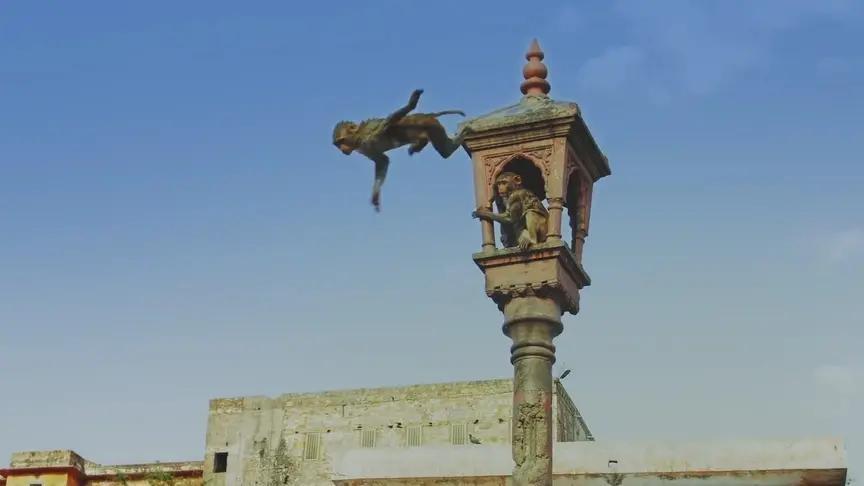 猴子迷上高空跳水,这下落的姿势和动作,真是太标准了!