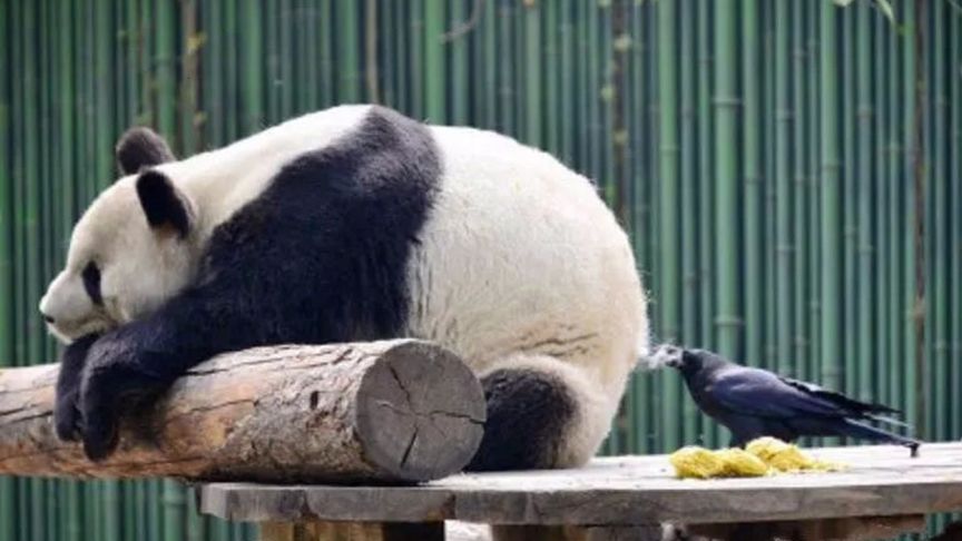 鸟儿为筑巢去薅熊猫毛,屁股上的毛快扯秃了!网友:这窝价高!