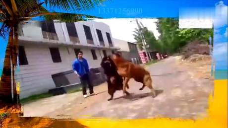 藏獒PK狼王 比特犬打架视频 斗狗打架 藏獒王