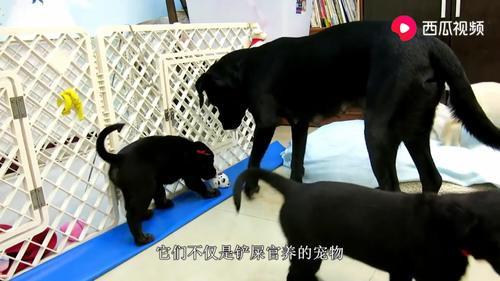 4岁小男孩学游泳,狗狗误判其溺水,下水快准狠强行"施救"上岸