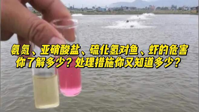 氨氮、亚硝酸盐、硫化氢对鱼虾的危害你了解多少?