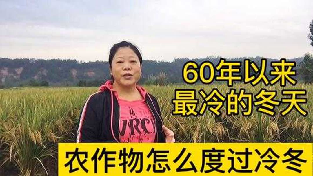 今年是最冷的冬天吗?农民应该做好哪些准备呢?一起来了解下