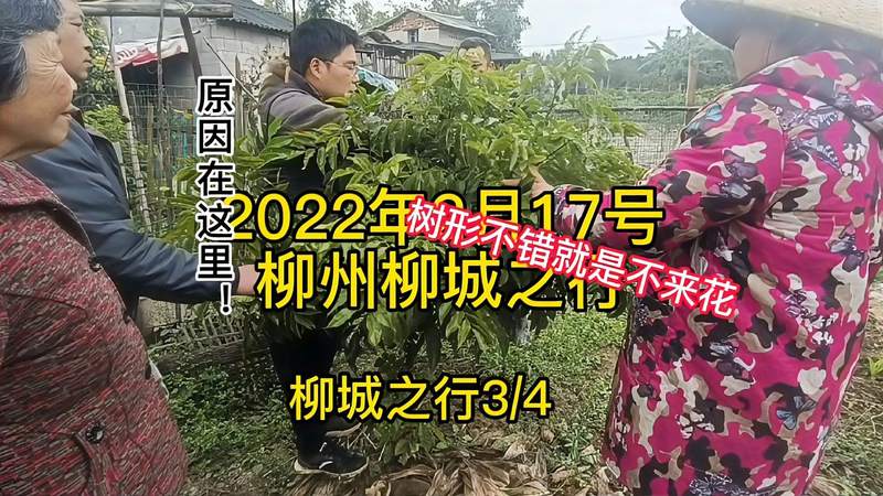种植黄皮采用沙糖桔经验来管理,从开头就错下去,难怪不来花