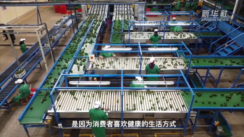 [第五届中国国际进口博览会]我的进博故事:水果上新了!非洲牛油果参展...