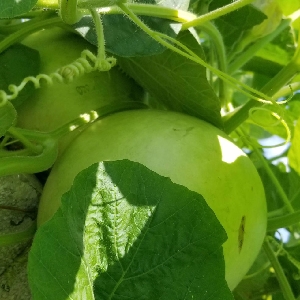 QH小王爷 