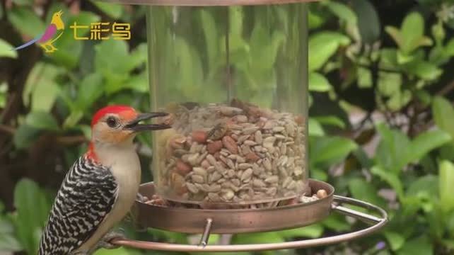爱心小伙装鸟儿喂食器,吸引鸟儿前来觅食,数数看有多少种