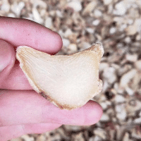 流泽博乐讲三农 