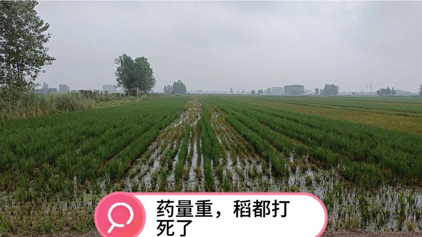 转基因大米,不是偶然是趋势!三张水稻播种方式,你觉得哪种更好