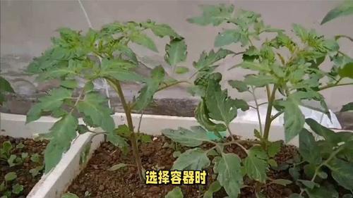 盆栽西红柿的种植办法
