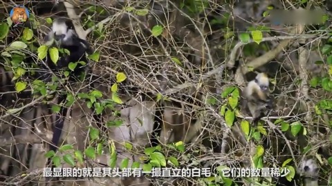 世界最珍稀的五大动物,中国雪豹排名第二,第一名仅剩两只!