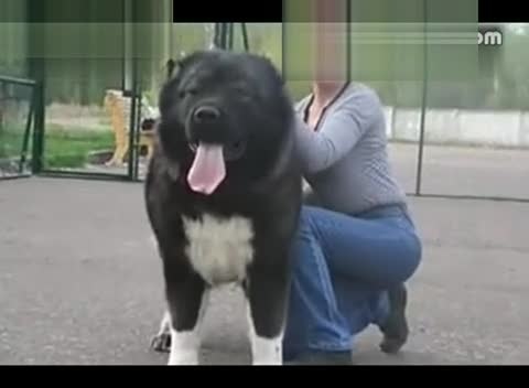 斗狗打架 高加索犬咬死藏獒 视频