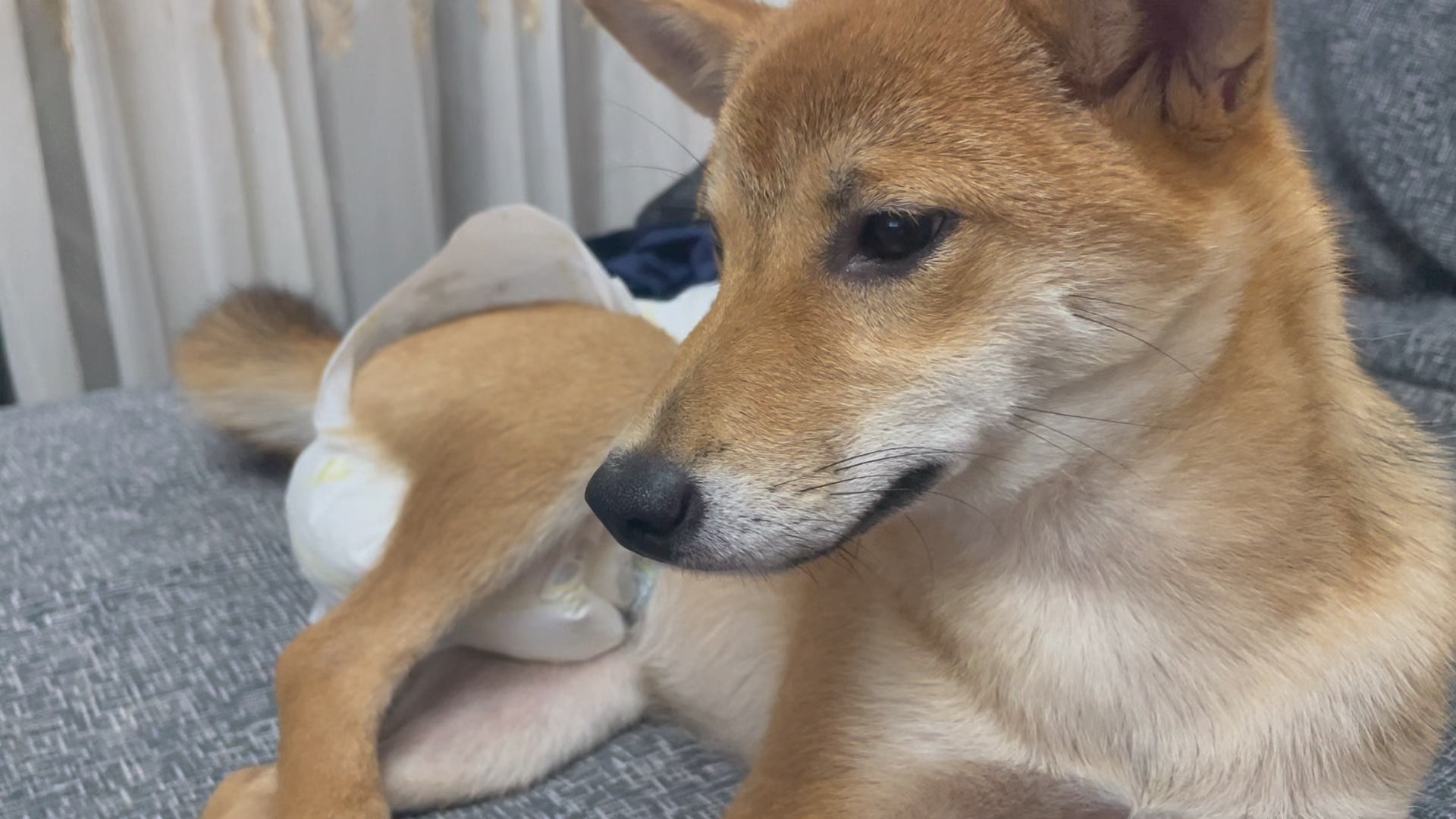 #狗生第一次大姨妈,带上姨妈巾坐立难安,不敢睡,不敢动….