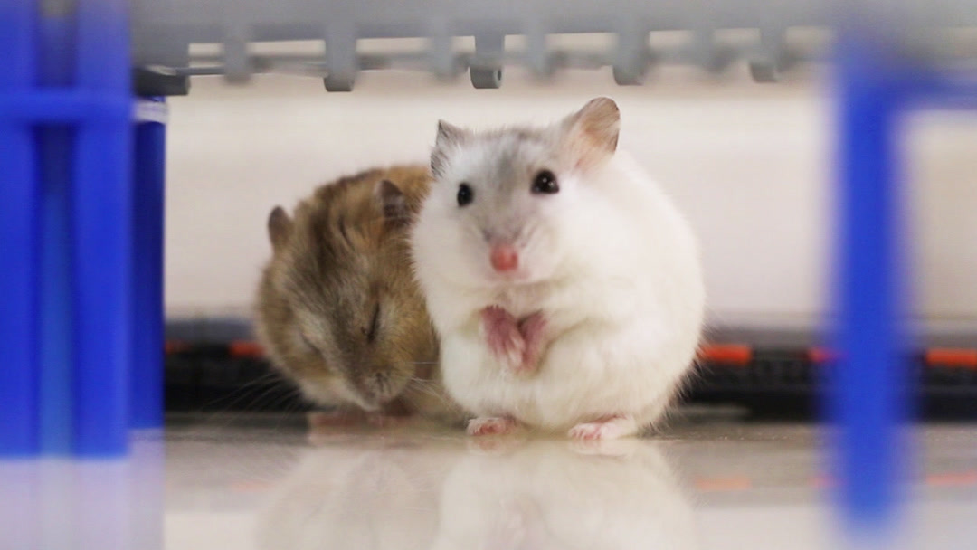 网恋仓鼠线下约会,难道仓鼠也有“照骗”?