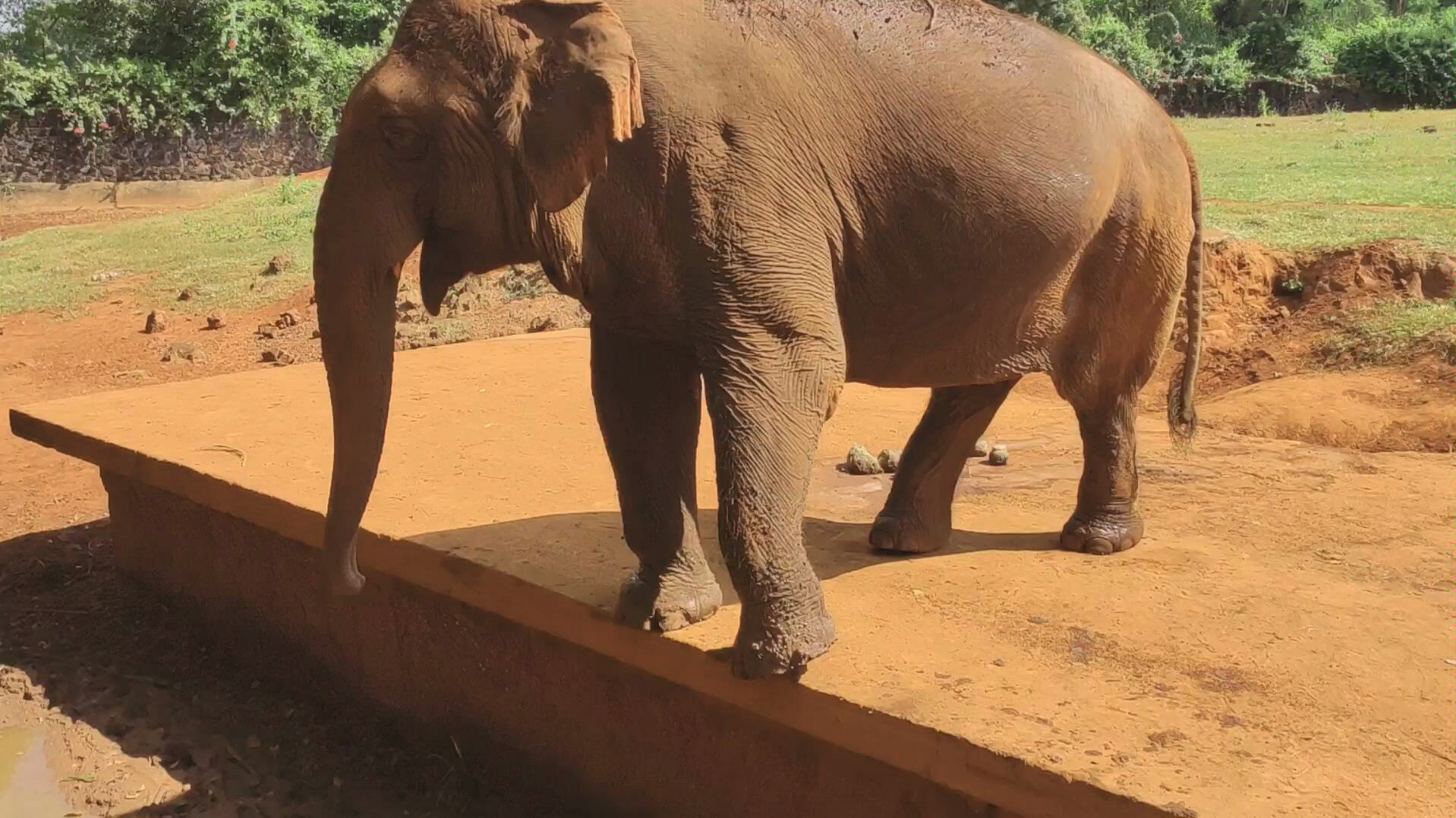【记录】11.24老妈生日海南动植物园