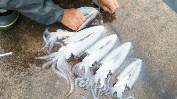 小伙现场处理墨斗鱼,刚剪开个口子,墨斗鱼一个个都变了色