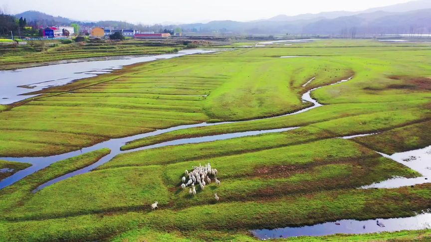 湿地上行走的白珍珠#老家商城 #文案 #早安