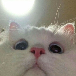 我是米其林厨师长 