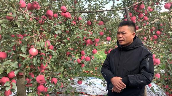 数据化综合管理之下不用担心果子红不红大不大!