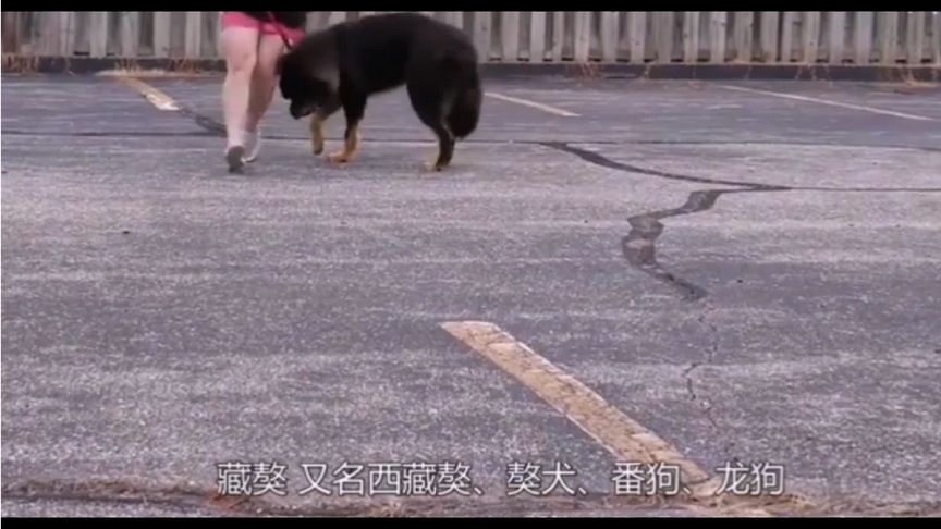 人类的朋友藏獒 竟也会伤人 连伤三人 朋友注意了