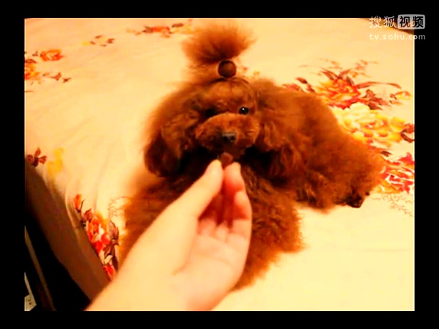 剪刀与狗的正确用法关于狗的电影大全宠物狗品种图片大全