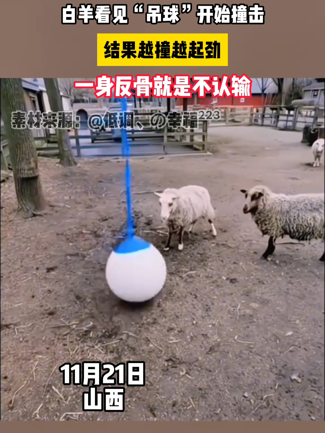 白羊看见"吊球"开始撞击结果越撞越起劲素材