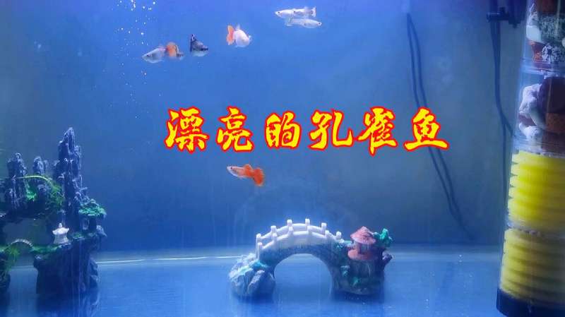 余月给亚成鱼换水,想再次演示礼花绽放,他粗暴的手法能成功吗?