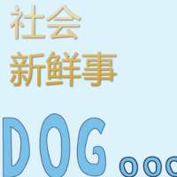社会新鲜事dog 