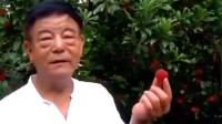 种植户种植杨梅已经15年了 有400亩的果园 种植了上万棵杨梅树
