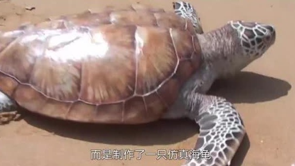 4个世界上最逼真的模具,看一眼就被骗了