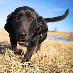 麦田里的金龟子 
