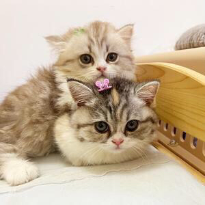 言言家的猫 
