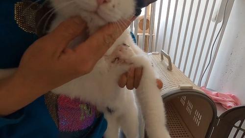 带被小伙伴咬伤的心心拨引流管,心心走一路哭一路,真让人心疼