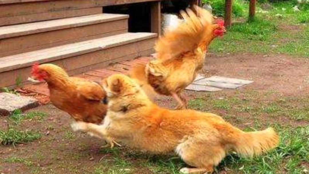 世界未解之谜!汶川地震前出现的几大怪异现象,至今无法解释!