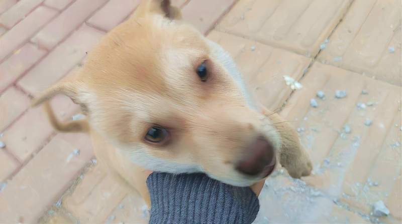 小狗把5倍大的狗咬到怕,老人说有这种特征的狗打架厉害