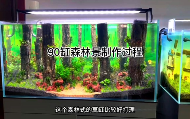 90缸森林式造景过程