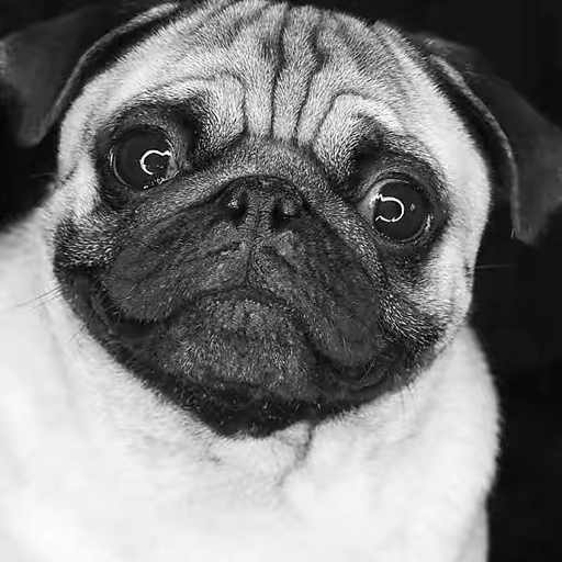 热爱滑板的李小懒 