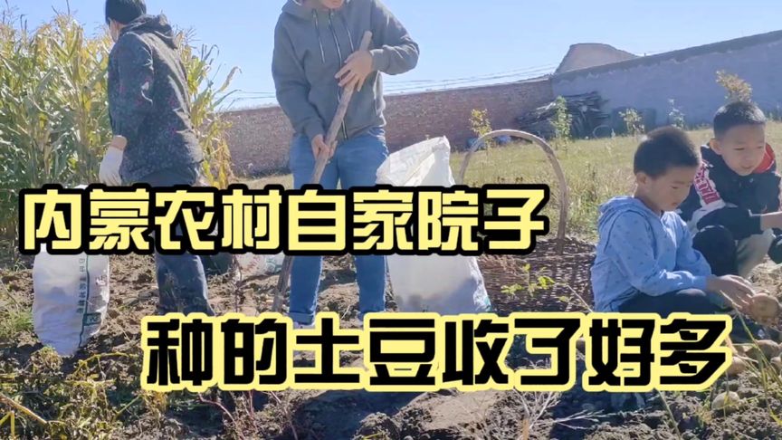 内蒙农村自家大院种的土豆收了好多,今年种土豆的收成都不错吧!