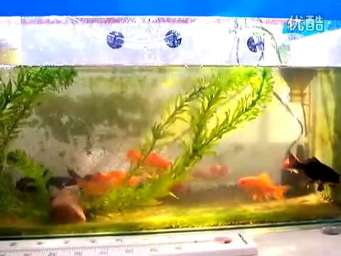 金鱼 草金 锦鲤 鱼缸 水草 过滤 DIY 滤盒 绿苔 绿藻