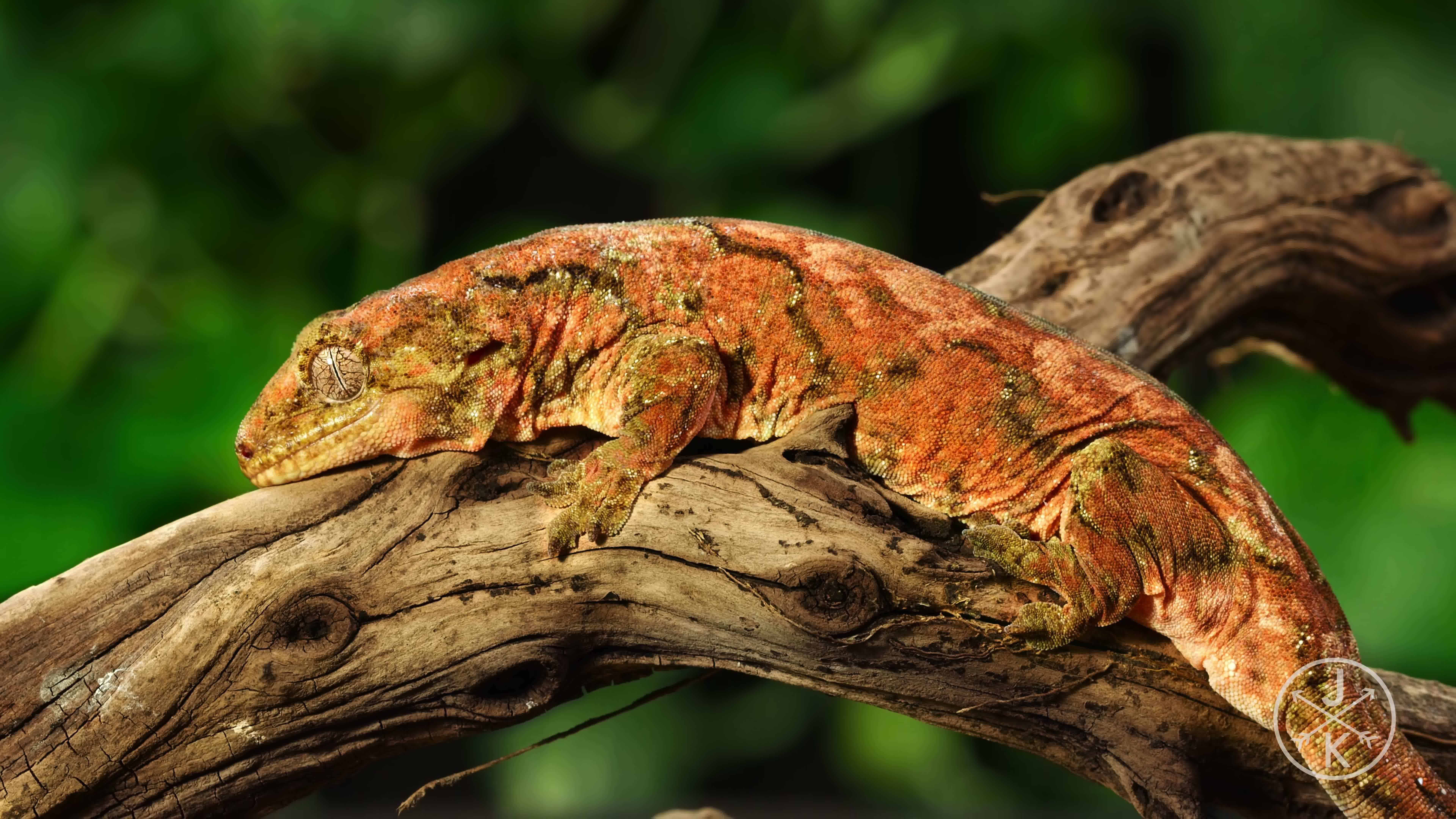 爬行动物和两栖动物8K HDR 60FPS(FUHD)杜比视界