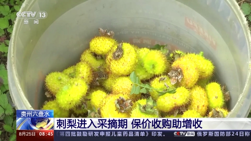 [朝闻天下]贵州六盘水 刺梨进入采摘期 保价收购助增收