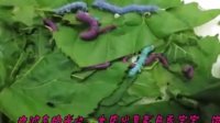 豆蔻彩蚕园宣传视频