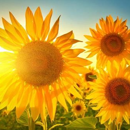 Chaoyang向着太阳 