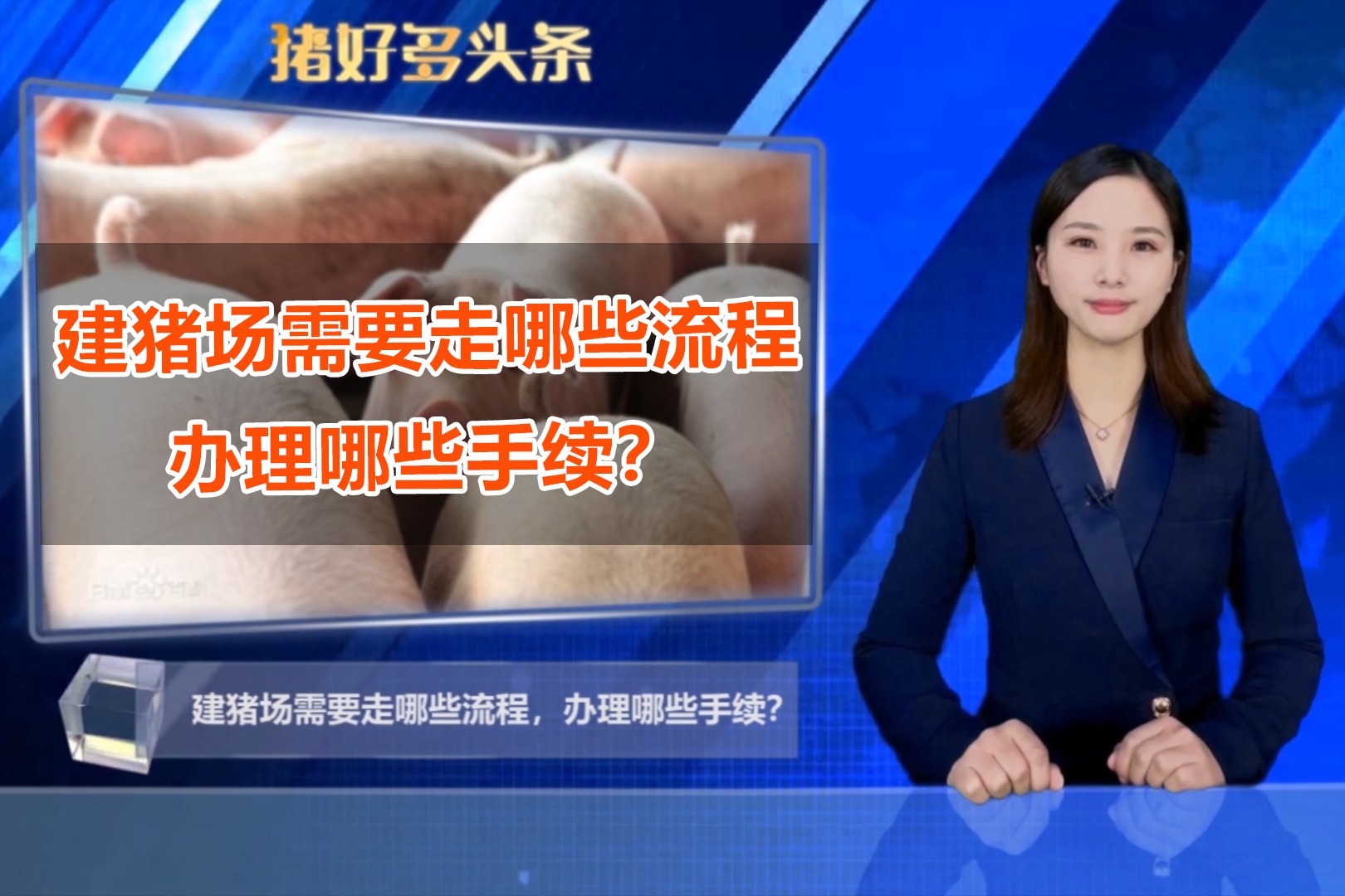 权威解答:建设规模养猪场,需要走哪些流程,办理哪些手续?