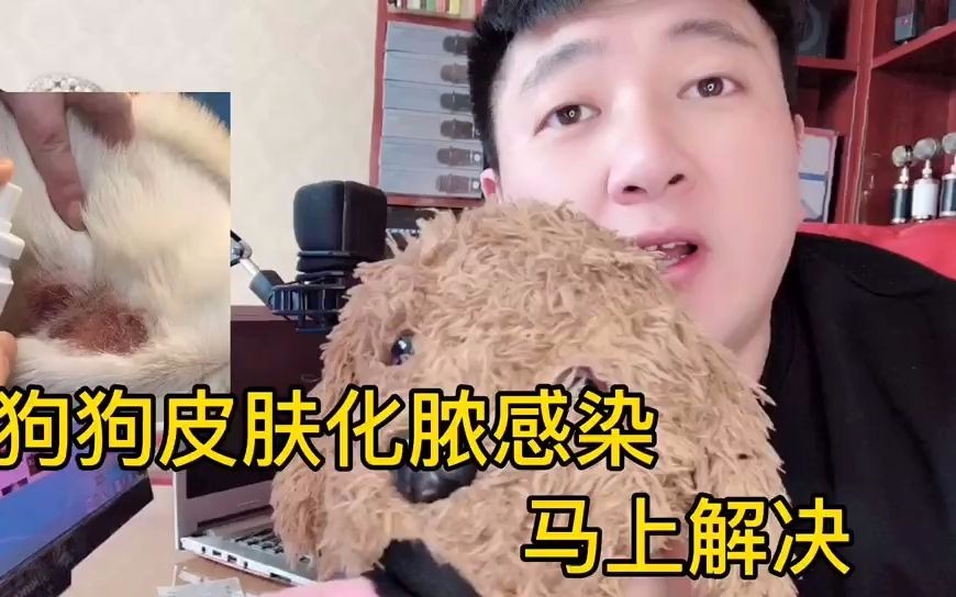狗狗皮肤出现化脓感染?一招解决,特别管用