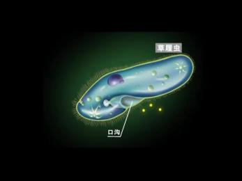 《生物学》单细胞生物介绍